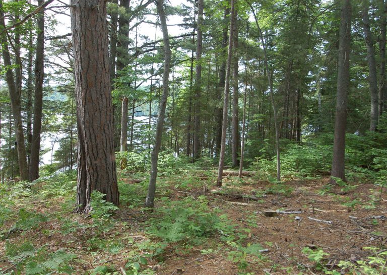 Percy Lake Cottage - Trevor McIvor Architect Inc.